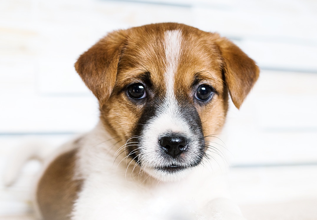 Equilibrio - Excellence in Nutrition